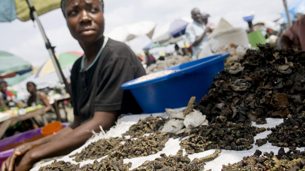 Comer insectos, clave para el futuro de una humanidad superpoblada
