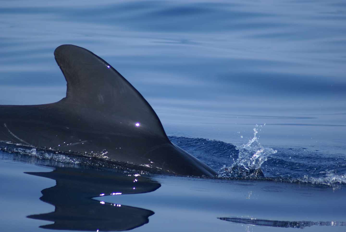 Viaje por la mayor 'autopista' de animales del Mar Mediterráneo