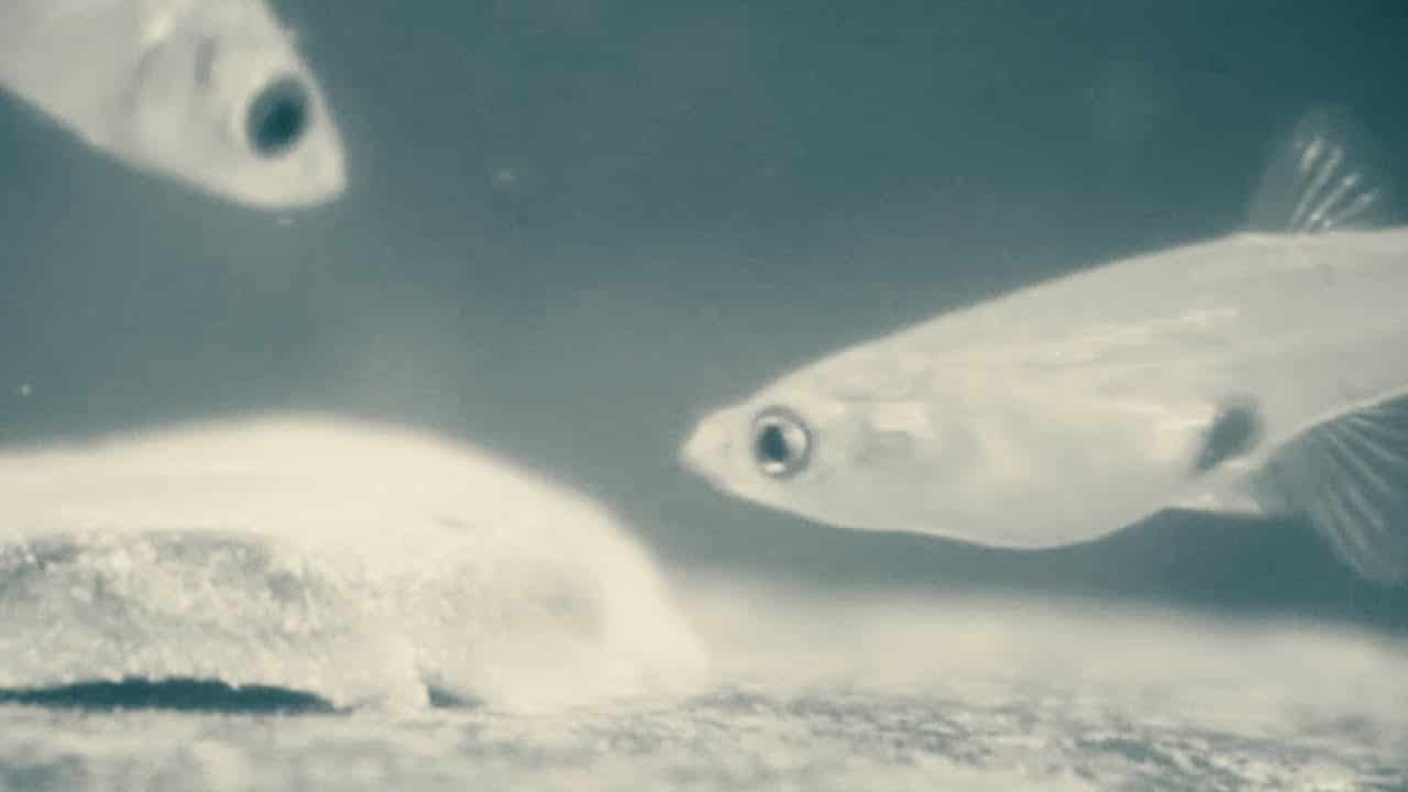 Peces domésticos cambian el color de sus ojos cuando se enfadan
