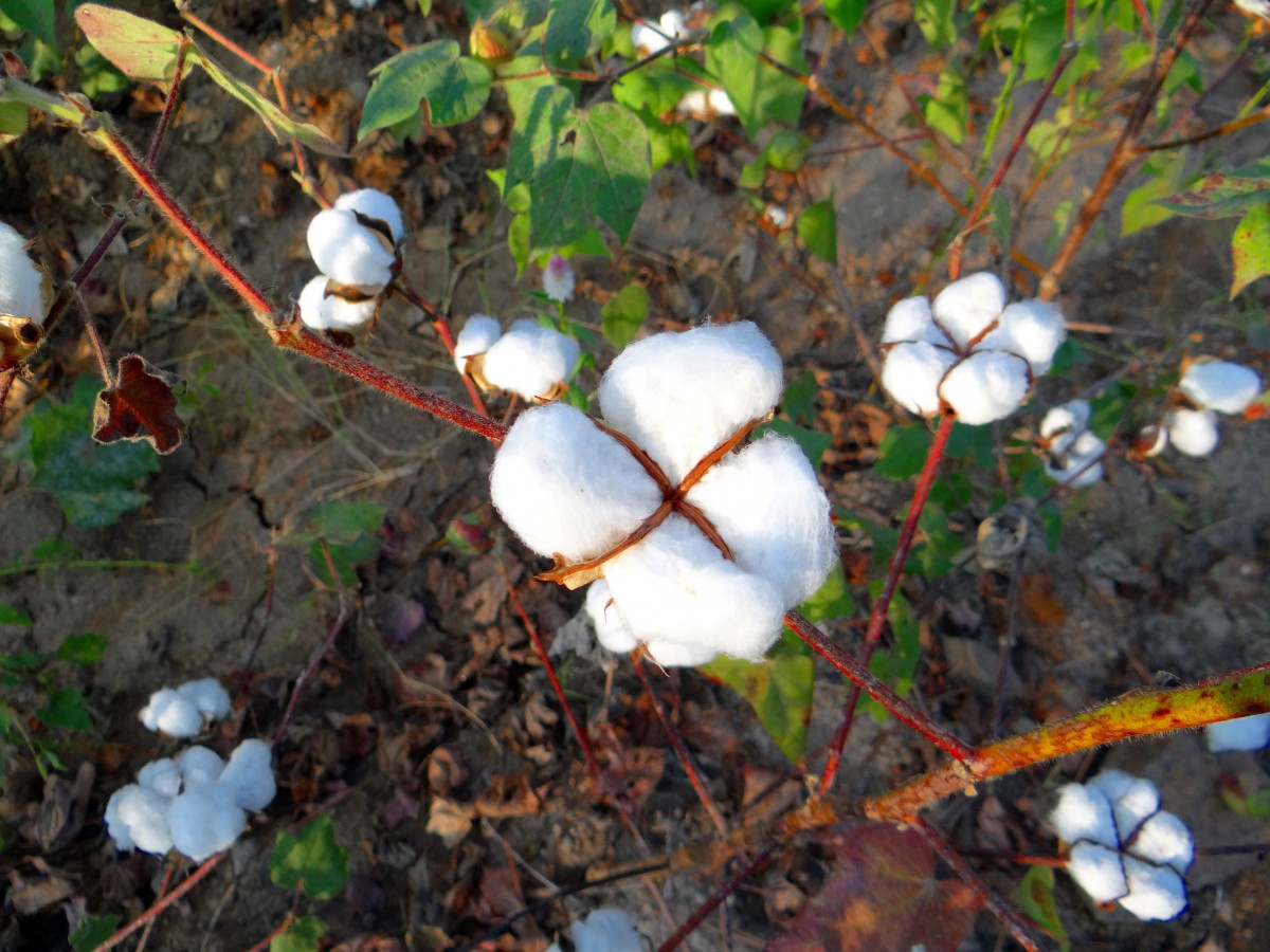El algodón orgánico busca espacio en la industria textil
