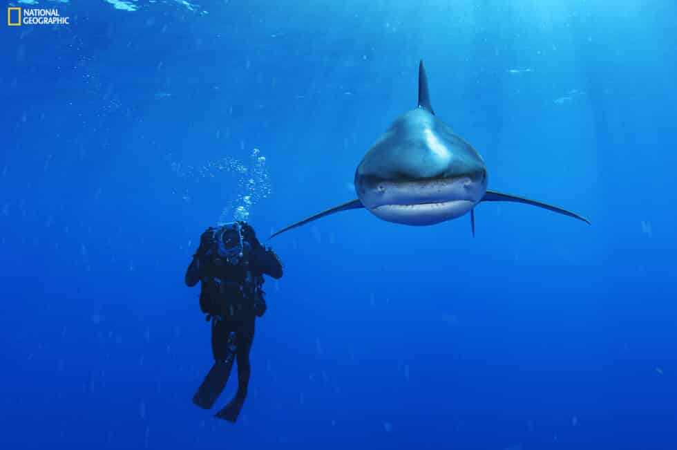 Sharks: la exposición para adentrarse en el mundo de los tiburones