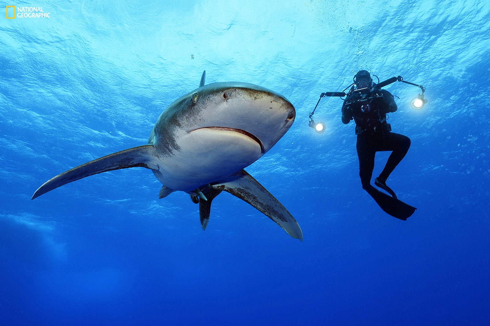 Sharks: la exposición para adentrarse en el mundo de los tiburones