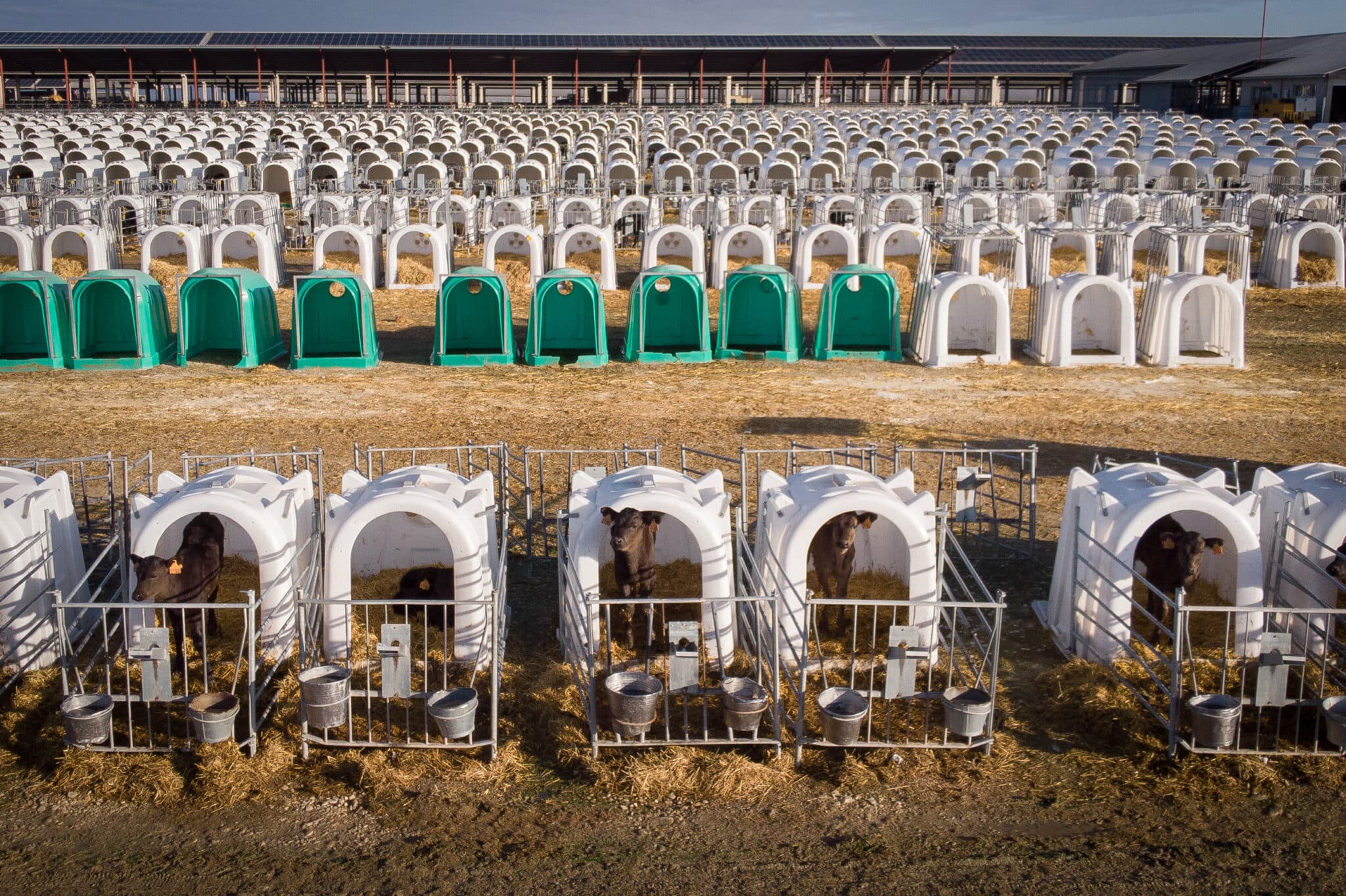 Cumbre del Clima: las macrogranjas en el punto de mira
