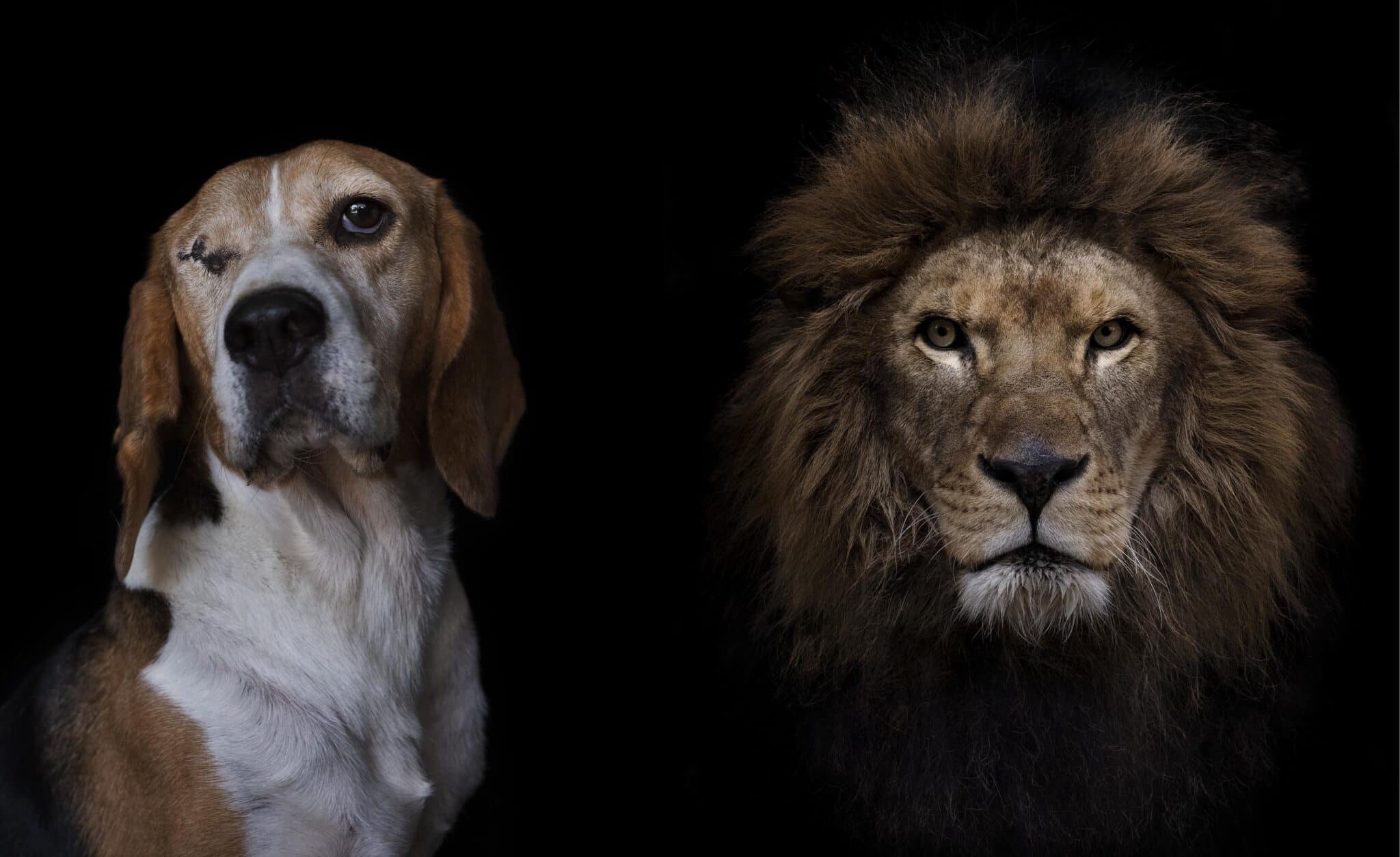 Los animales rescatados de Estela de Castro, fotógrafa de la familia real