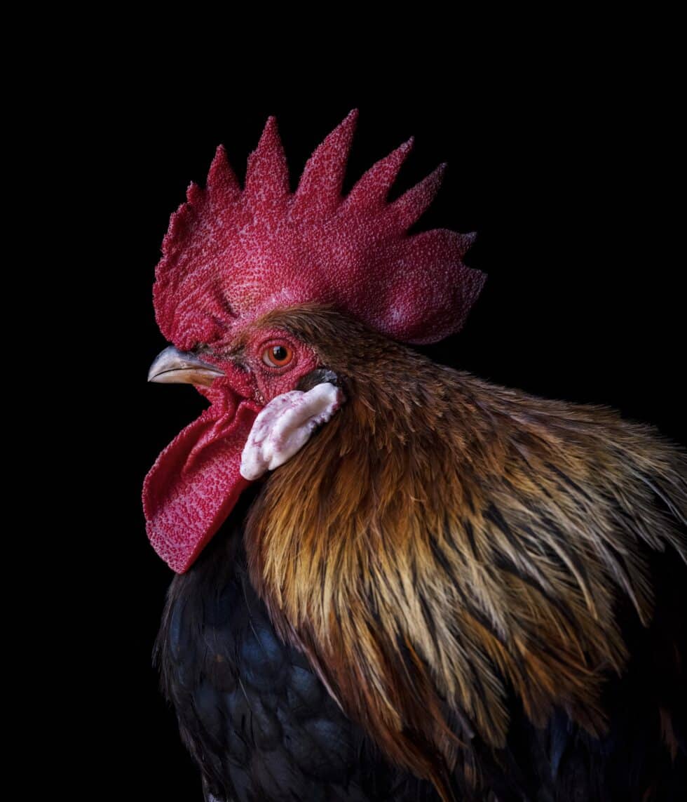 Los animales rescatados de Estela de Castro, fotógrafa de la familia real