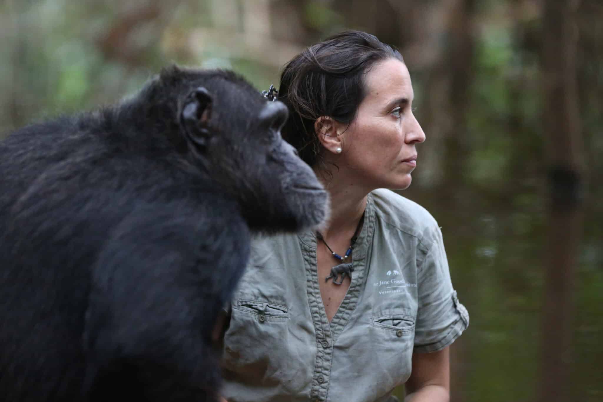 El legado de Jane Goodall, en manos de la gallega Rebeca Atencia