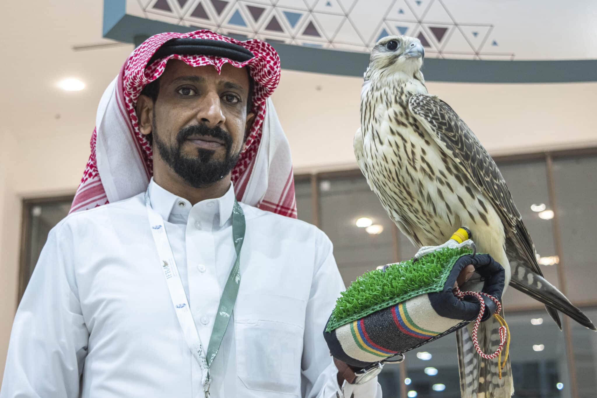 Fiebre saudí por los halcones españoles: carreras y concursos de ...