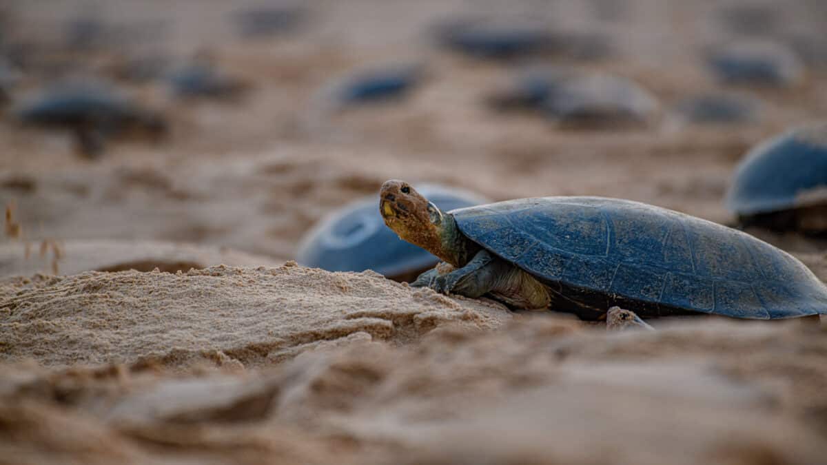 Espectacular anidamiento de la tortuga gigante del Amazonas
