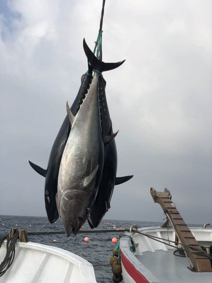 Primera 'levantá' en la almadraba de atún de Barbate