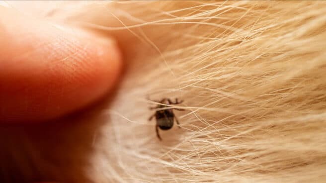 Más garrapatas y durante más tiempo: el calor dispara la amenaza