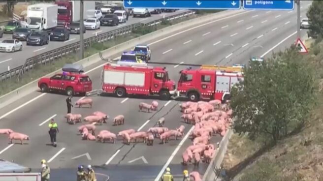 Un camión lleno de cerdos vuelca en la AP-7 y provoca retenciones