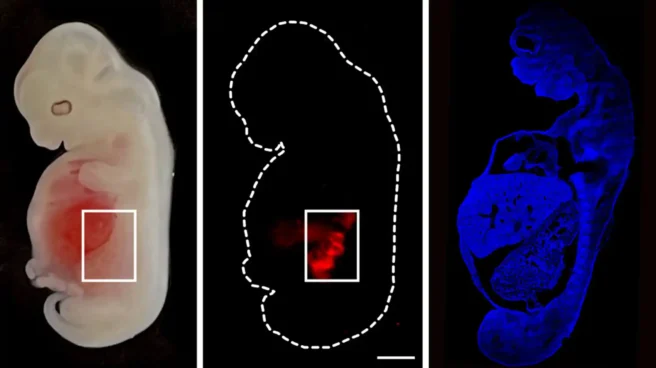 Cultivan por primera vez riñones humanos en embriones porcinos