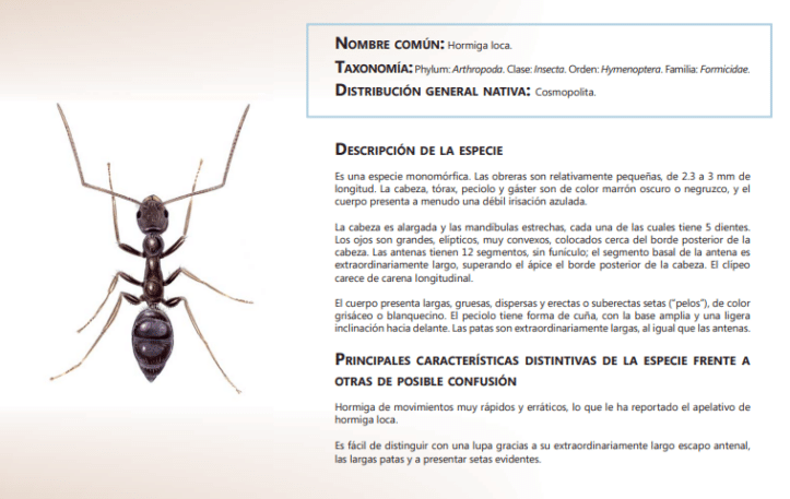Hormiga loca, la especie que invade Barcelona ¿hasta dónde puede ...