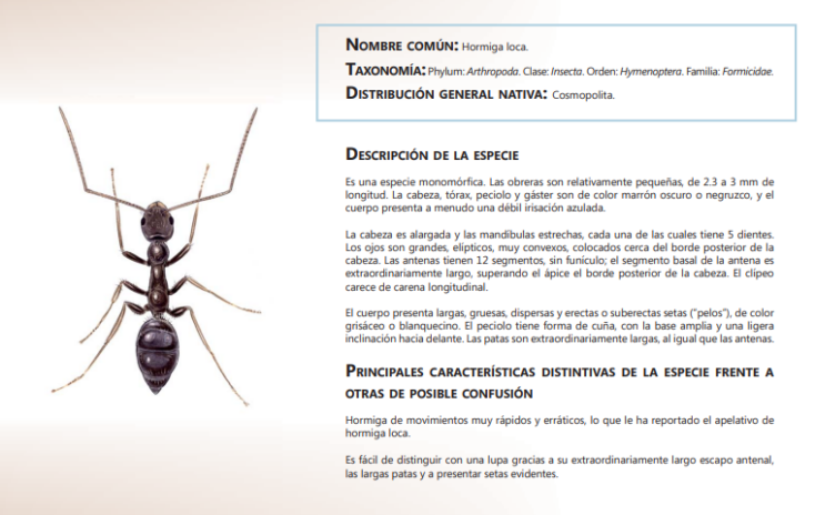 Hormiga loca, la especie que invade Barcelona ¿hasta dónde puede ...