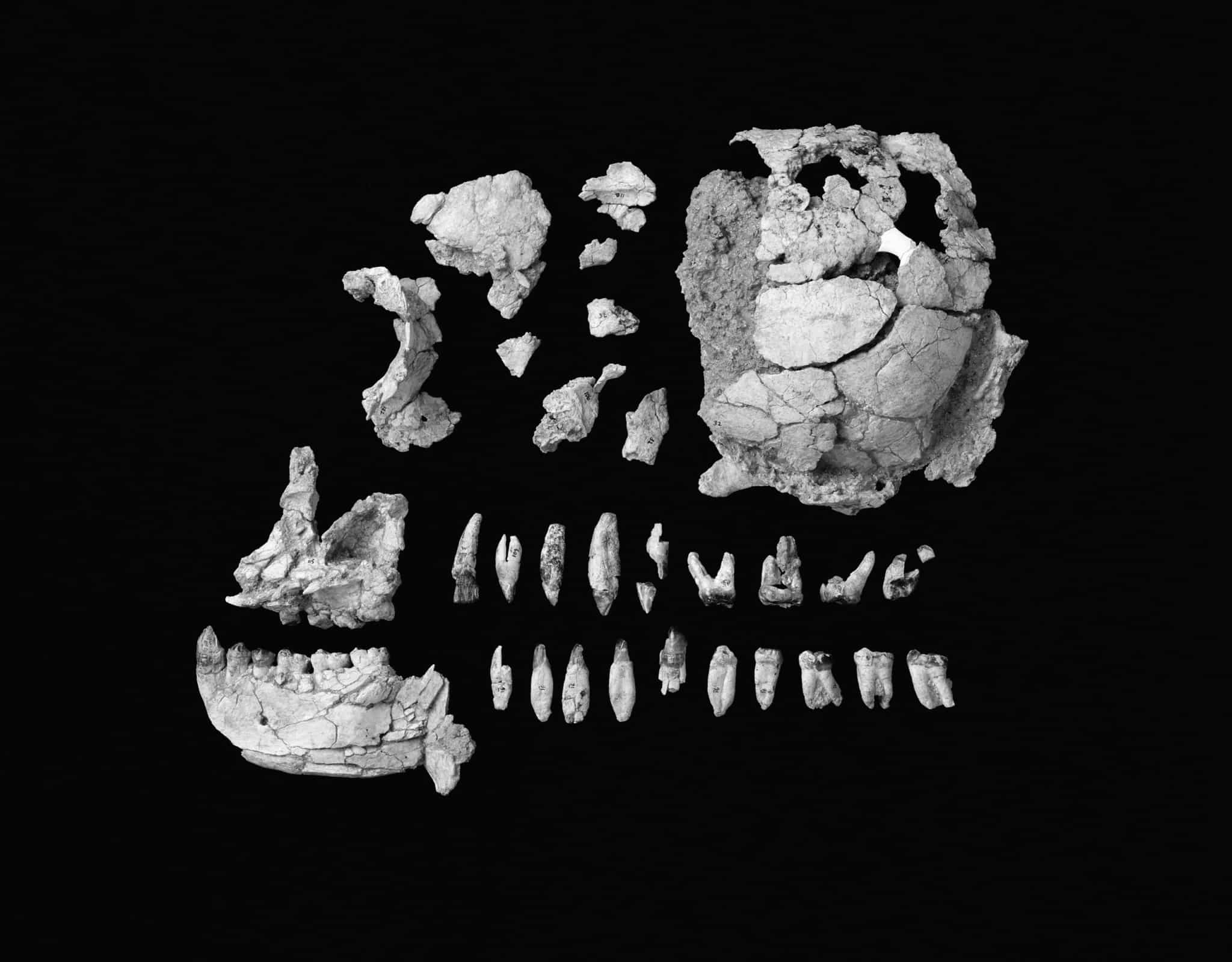 Entre guerras, balas y desconfianza: la historia del paleoantropólogo que 'cambió' el origen de ...