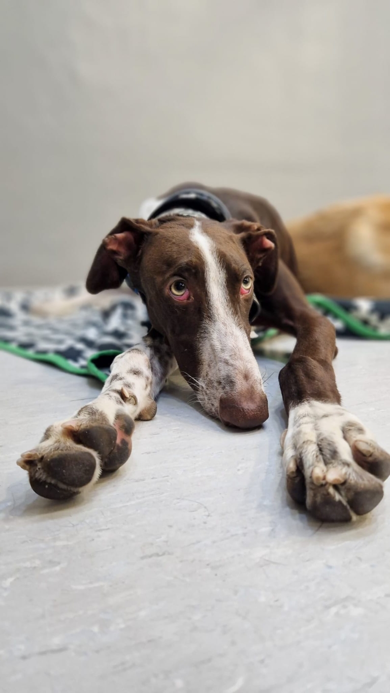 Abandonados o a cuerpo de rey, así es la 'vida perruna' en España
