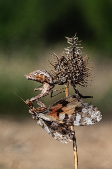 Mantis, las depredadoras 'beatas' que cuidan de los cultivos