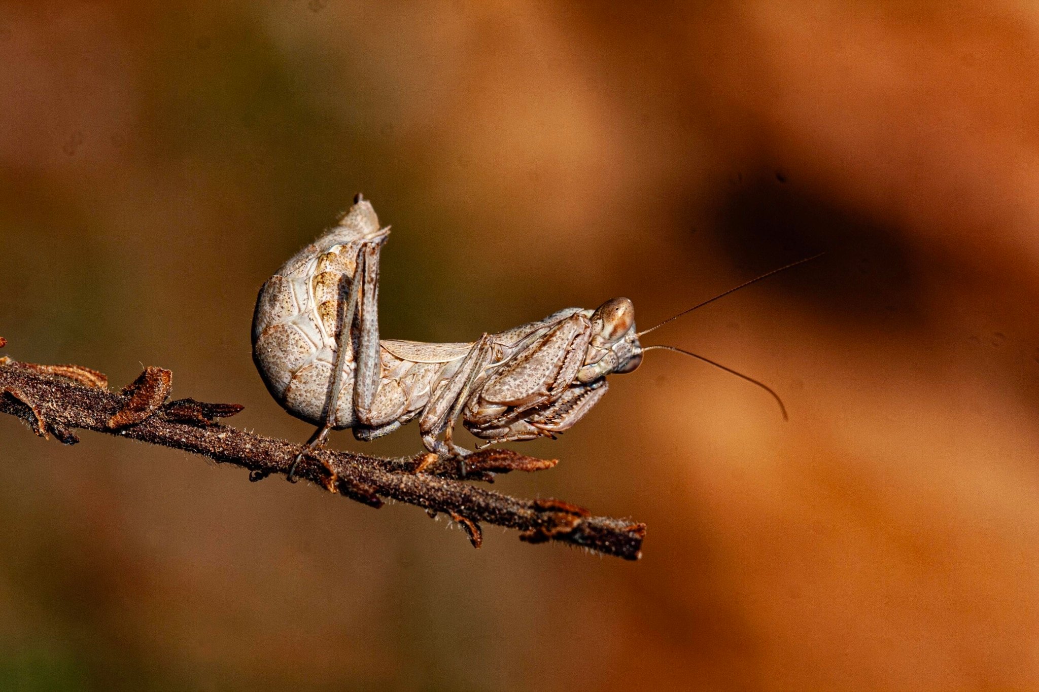 Mantis, las depredadoras 'beatas' que cuidan de los cultivos