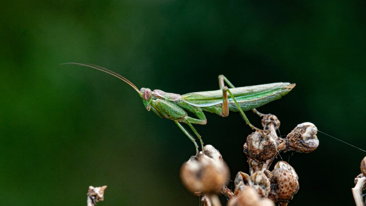 Mantis, las depredadoras 'beatas' que cuidan de los cultivos