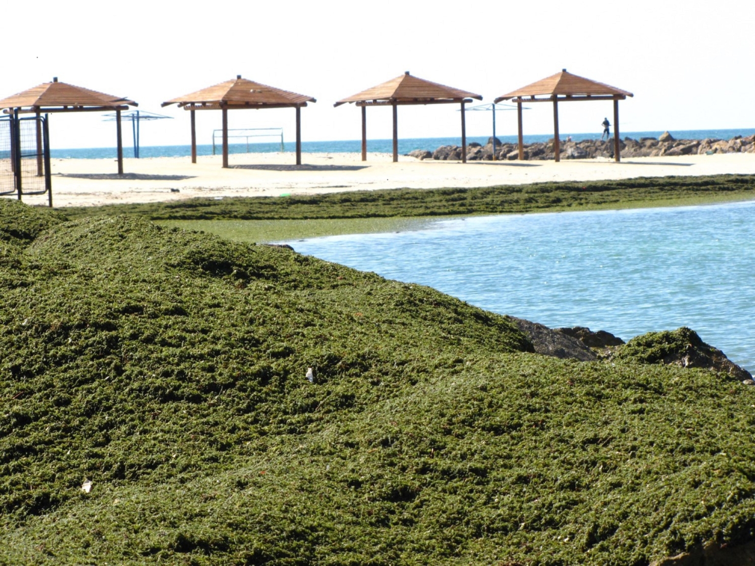 La invasión que transforma el Mediterráneo