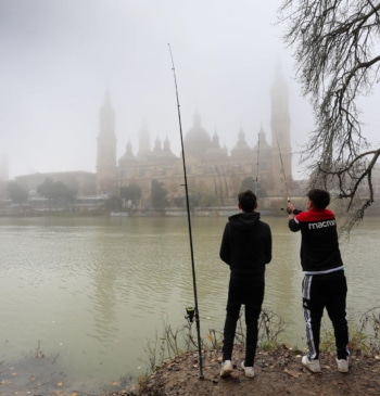 Mantis, las depredadoras 'beatas' que cuidan de los cultivos